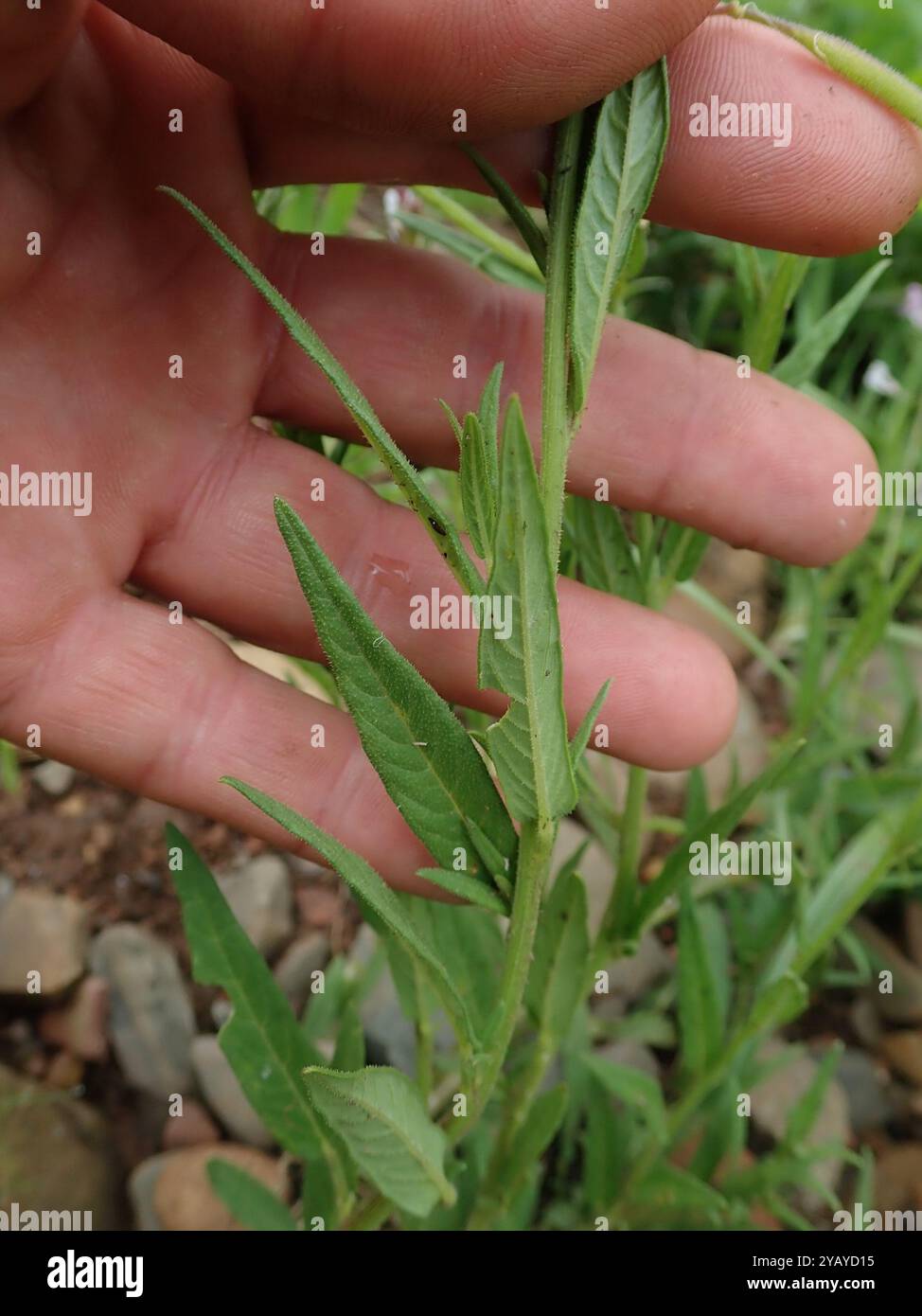 Singleleaf Spindlepod (Cleome monophylla) Plantae Stock Photo - Alamy
