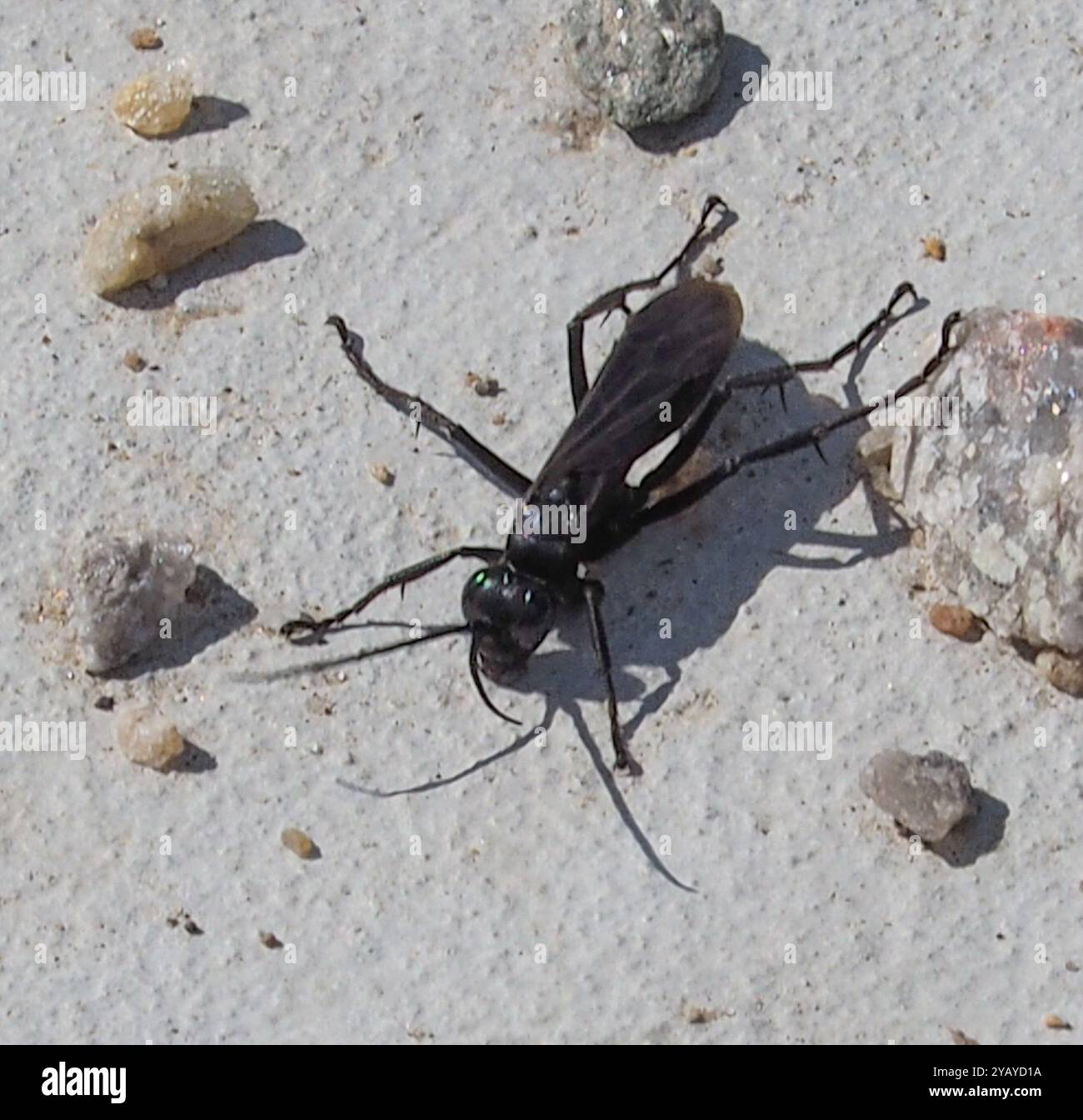 Spider Wasps (Pompilidae) Insecta Stock Photo - Alamy