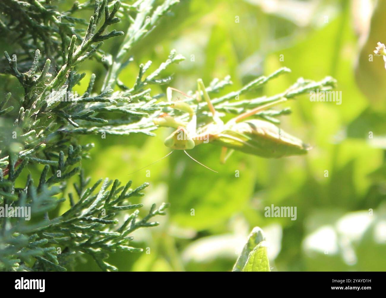 Mediterranean Mantis (Iris oratoria) Insecta Stock Photo - Alamy