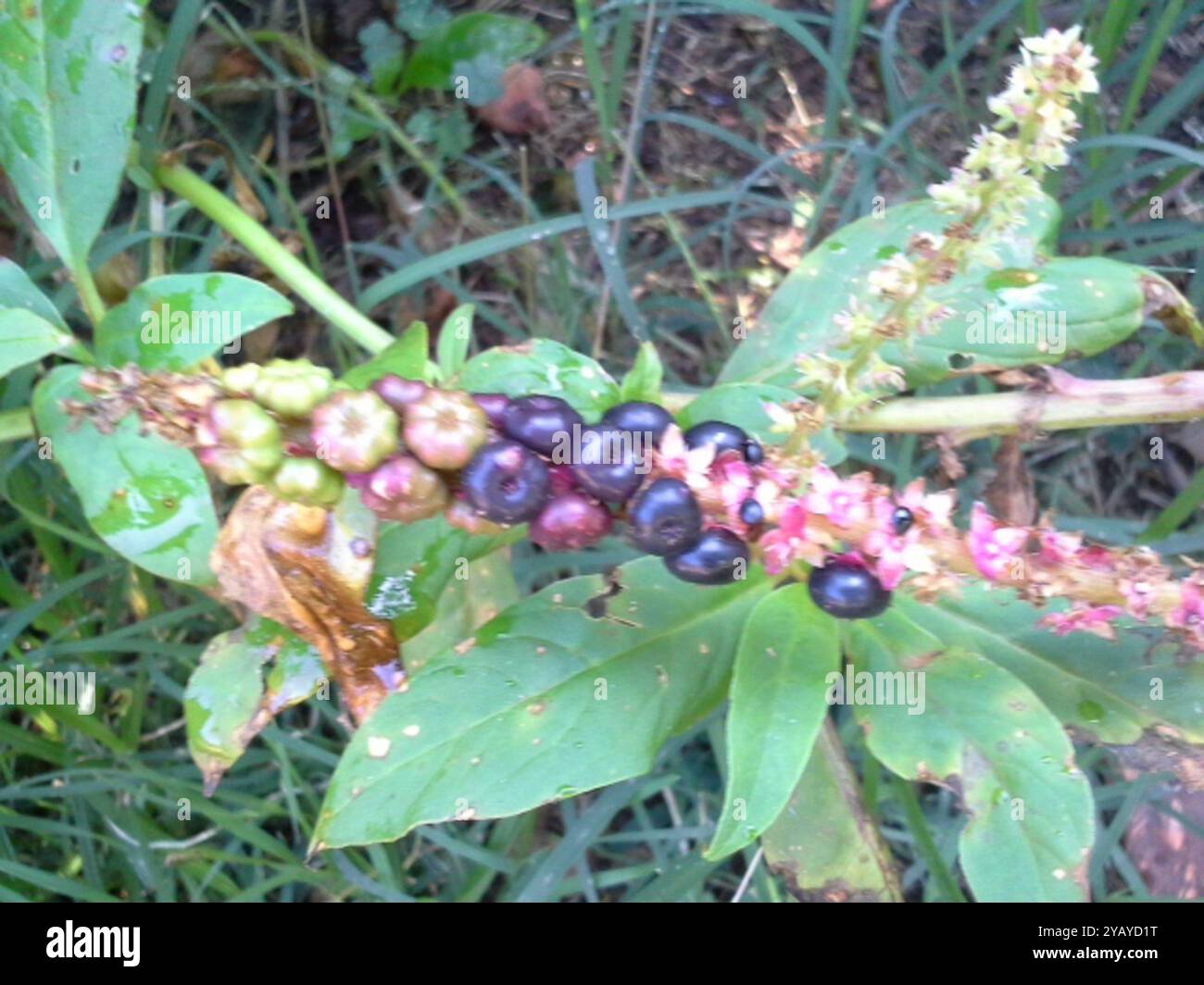 Inkweed (Phytolacca octandra) Plantae Stock Photo - Alamy