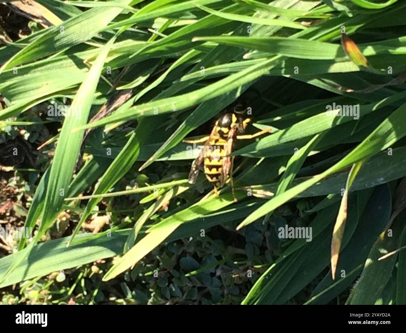 Western Yellowjacket (Vespula pensylvanica) Insecta Stock Photo - Alamy