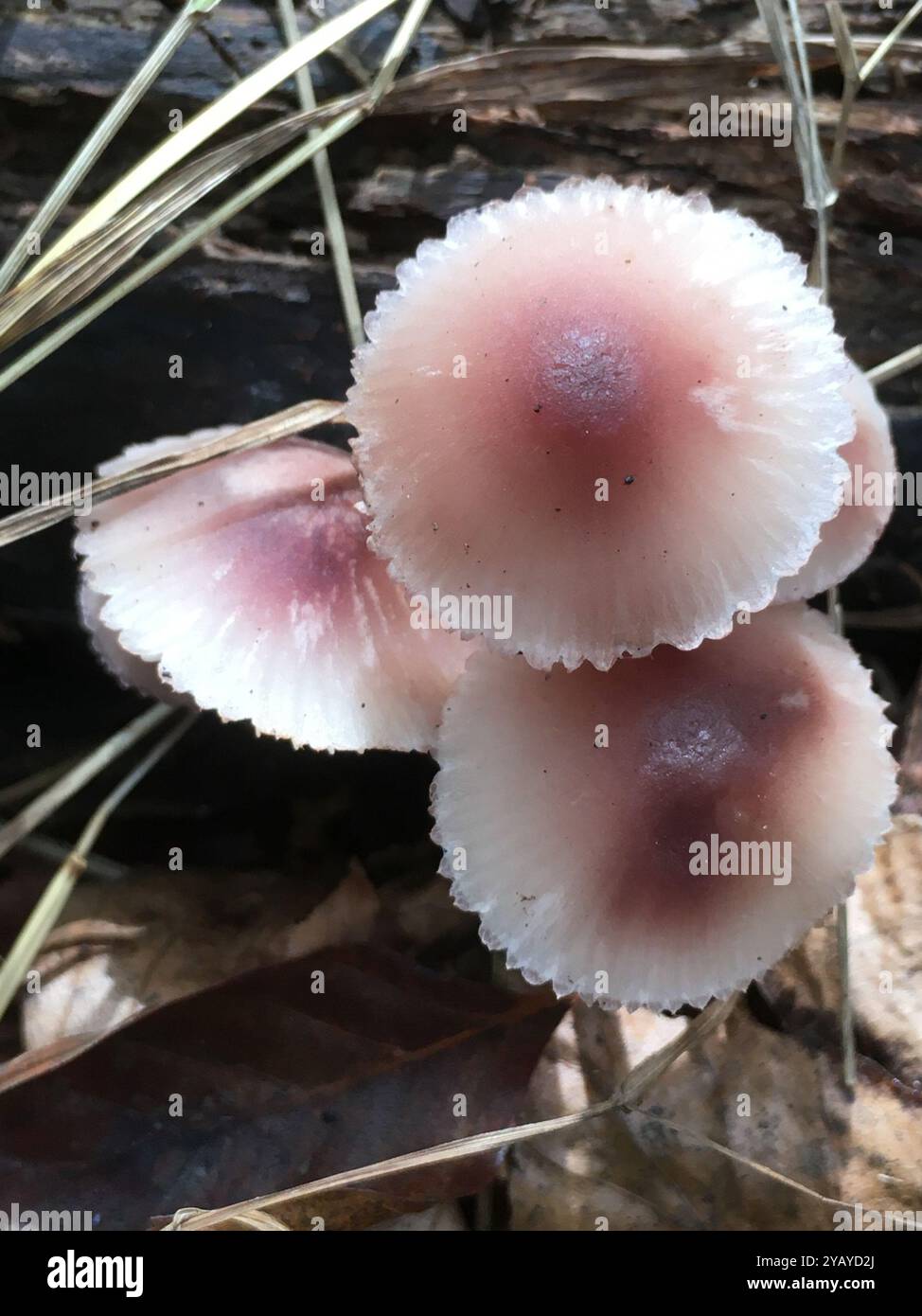Bleeding Fairy Helmet (Mycena haematopus) Fungi Stock Photo - Alamy