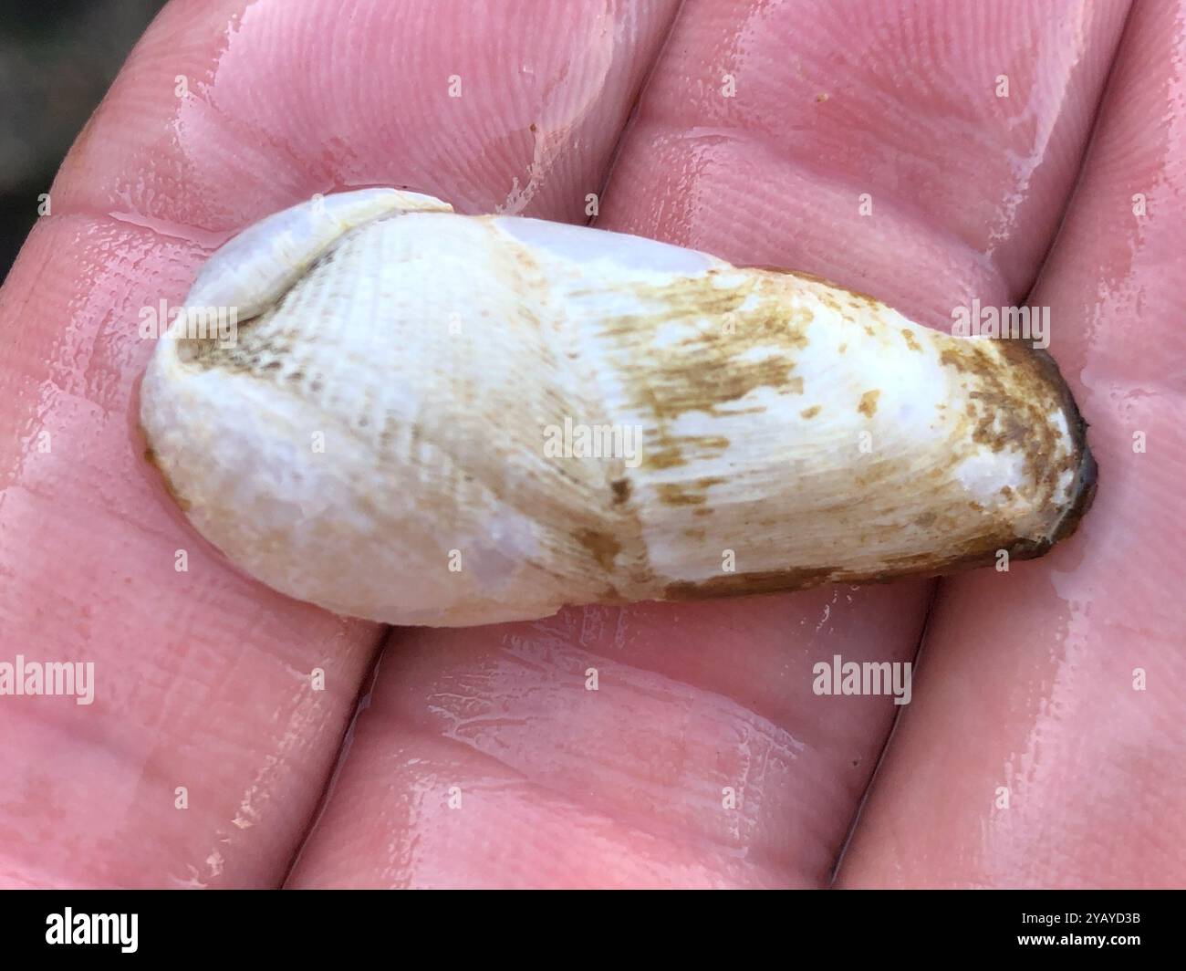 Flat-tip Piddock (Penitella penita) Mollusca Stock Photo - Alamy