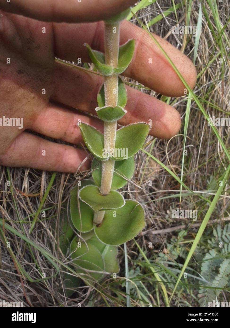 (Crassula capitella nodulosa) Plantae Stock Photo - Alamy
