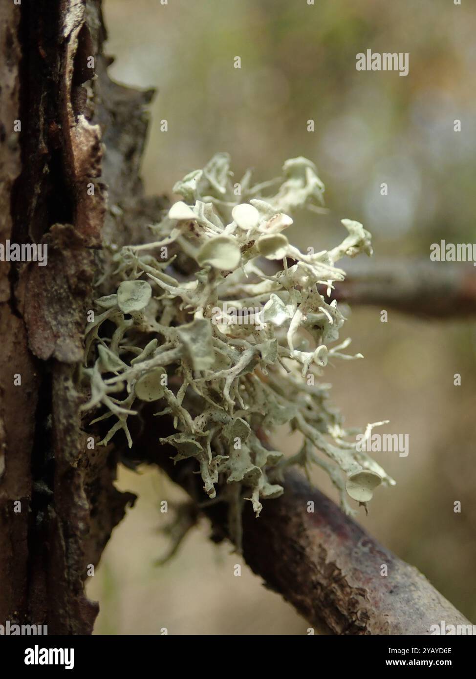 Punctured Bushy Lichen (Ramalina dilacerata) Fungi Stock Photo - Alamy