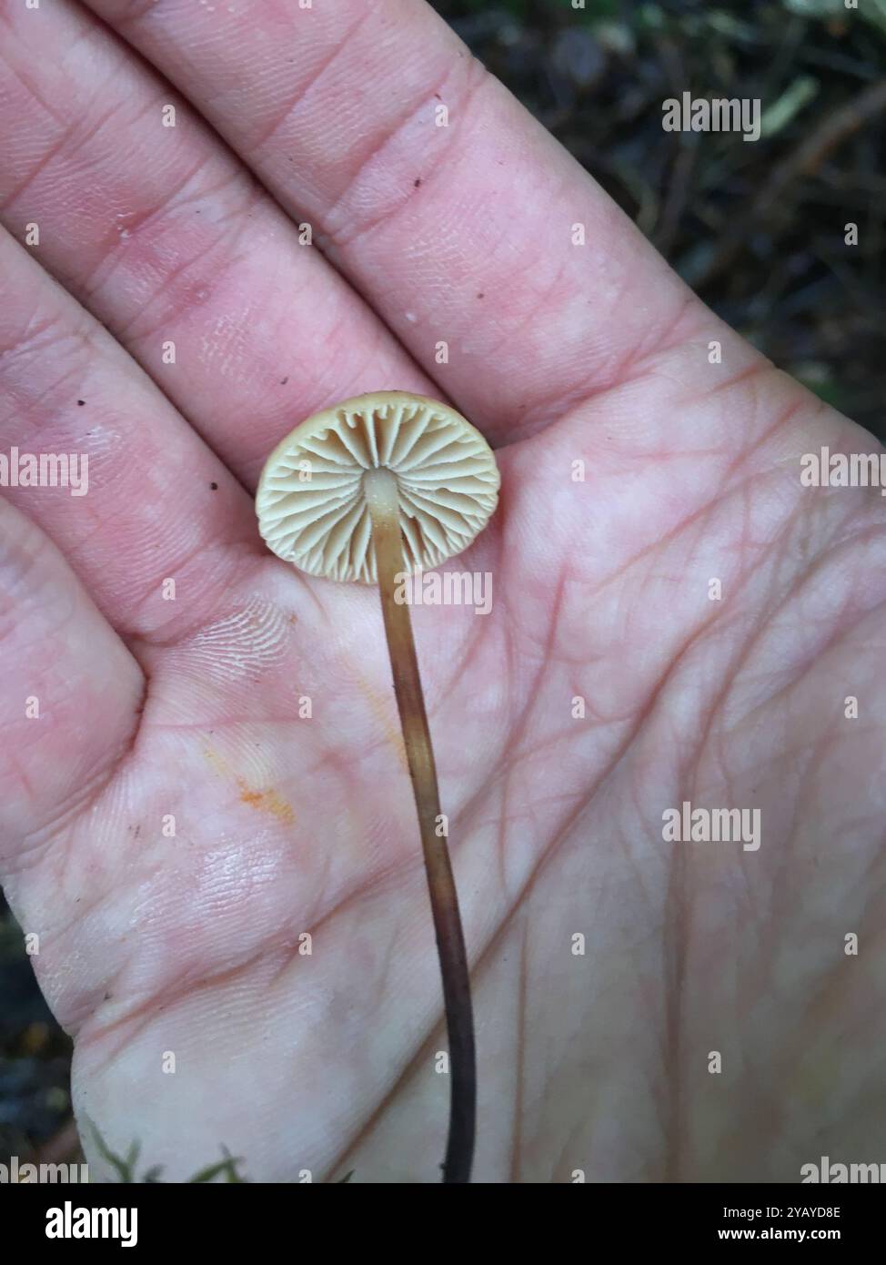 red pinwheel (Marasmius plicatulus) Fungi Stock Photo - Alamy