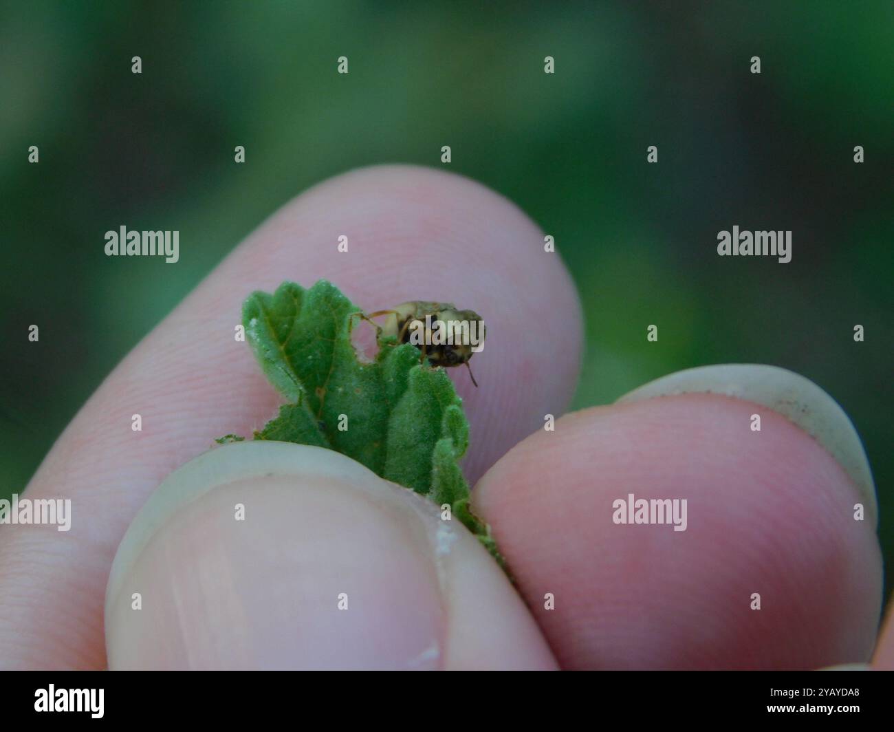 Cloaked Warty Leaf Beetles (Chlamisus) Insecta Stock Photo - Alamy