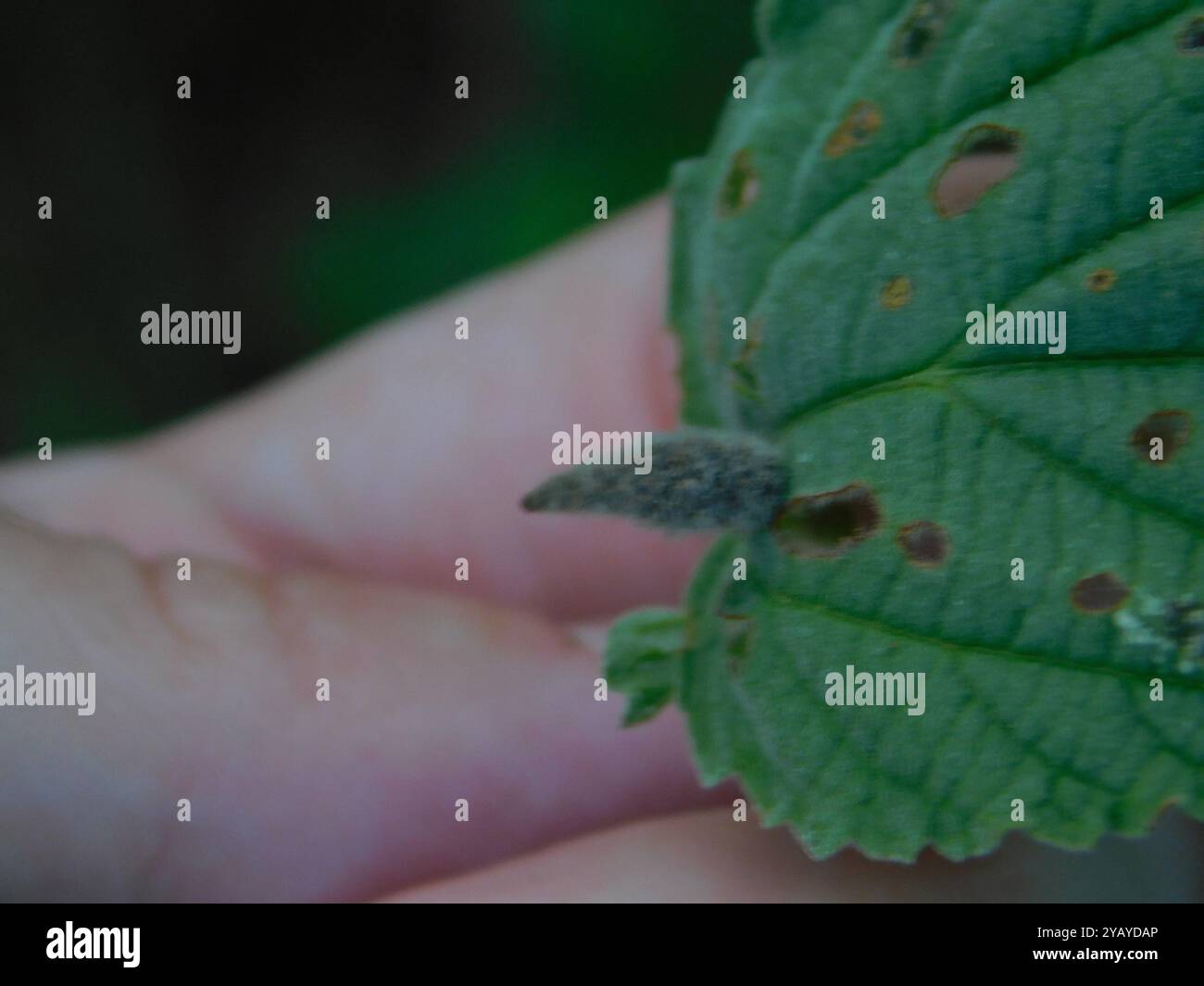Warty leaf beetles hi-res stock photography and images - Alamy