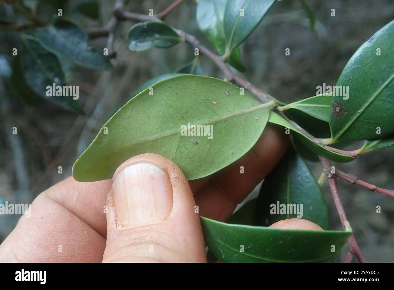 Hedgehog Tree (Pterocelastrus echinatus) Plantae Stock Photo - Alamy