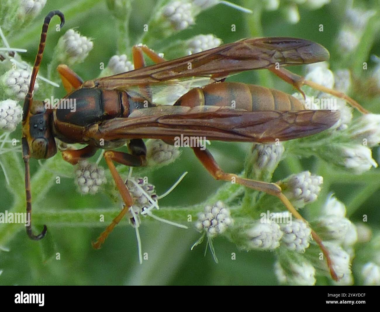 Northern Paper Wasp (Polistes fuscatus) Insecta Stock Photo - Alamy