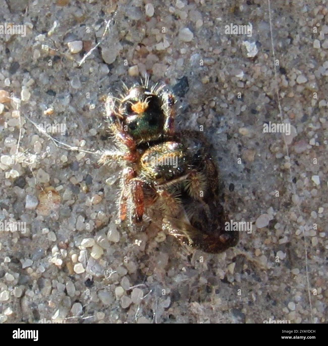 Bold Jumping Spider (Phidippus audax) Arachnida Stock Photo - Alamy