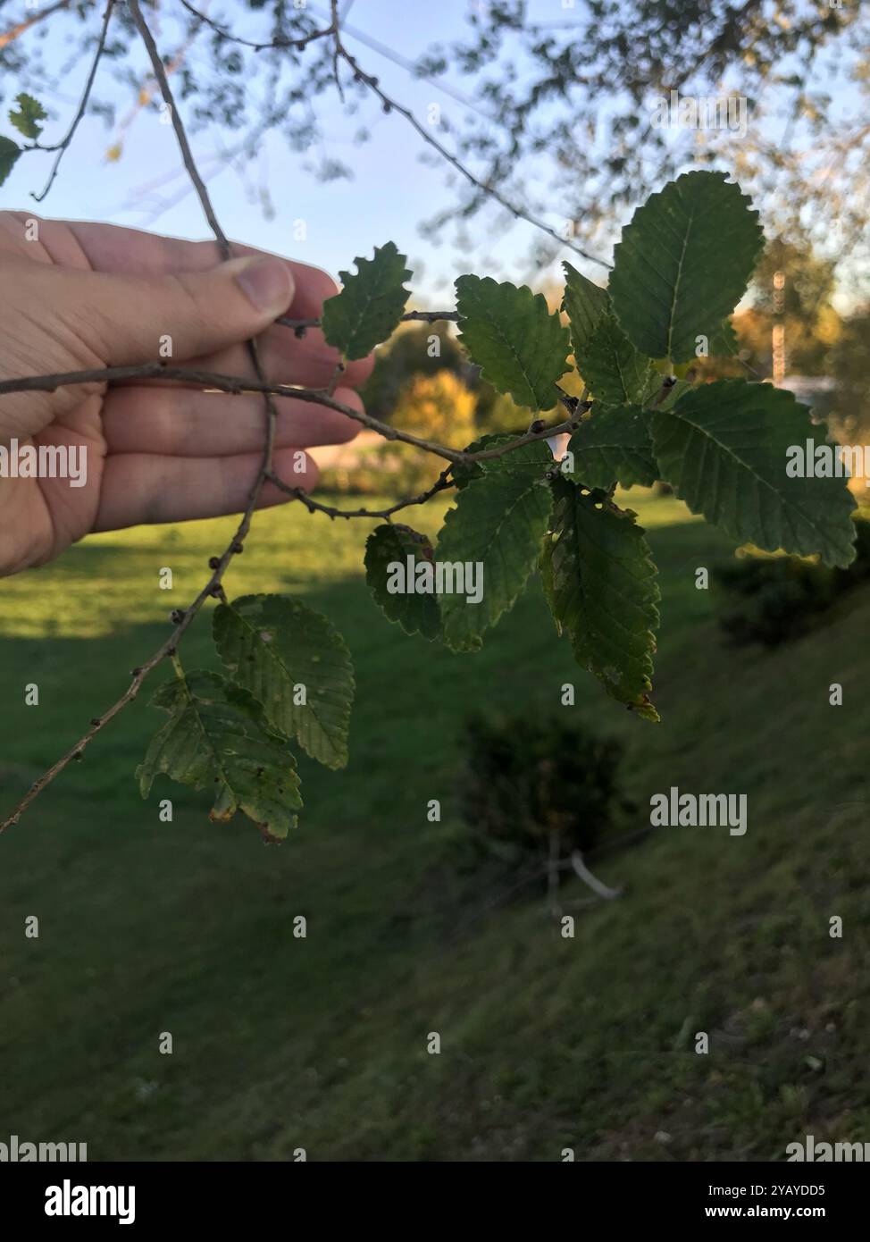 Siberian elm (Ulmus pumila) Plantae Stock Photo - Alamy