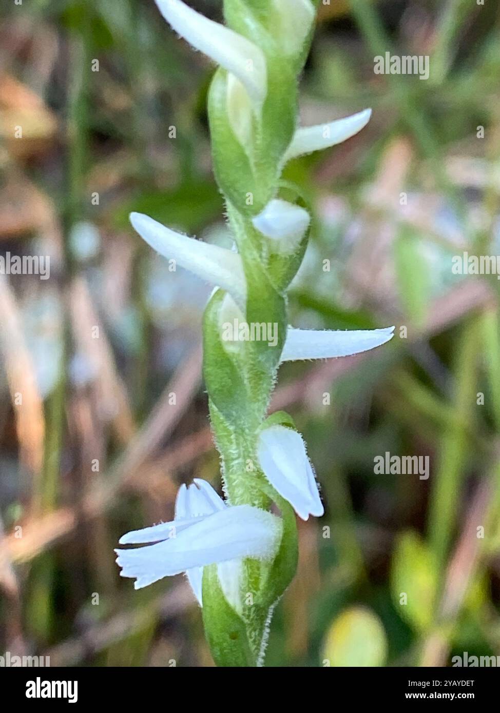 nodding ladies’ tresses (Spiranthes cernua) Plantae Stock Photo - Alamy