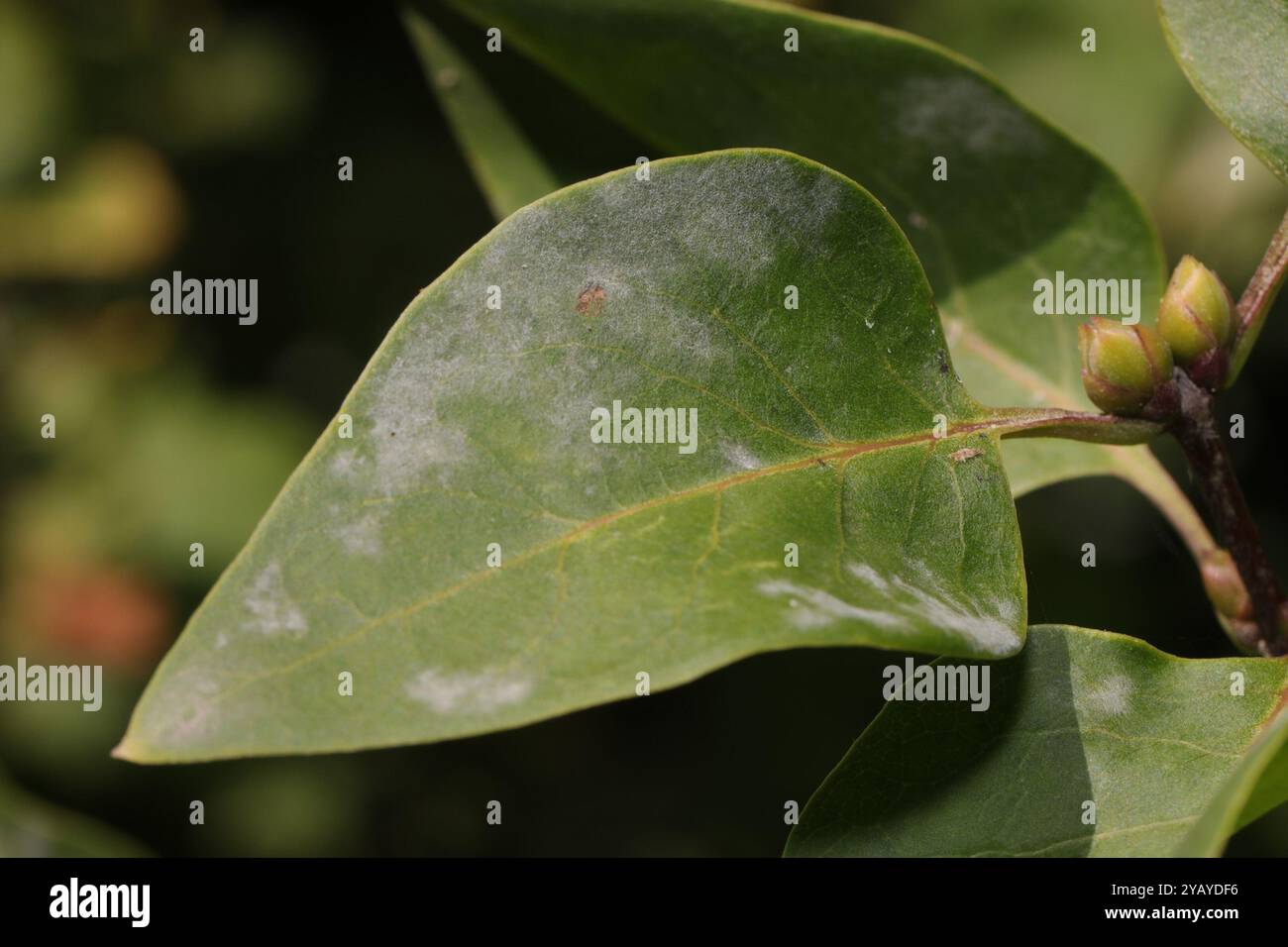 Lilac Powdery Mildew (Erysiphe syringae) Fungi Stock Photo - Alamy