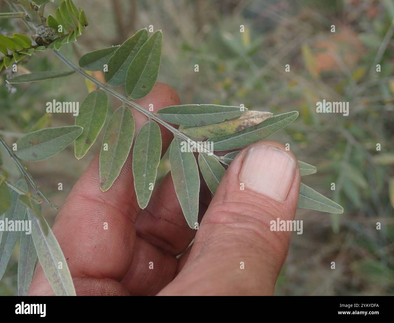 Cork Bush (Mundulea sericea) Plantae Stock Photo - Alamy