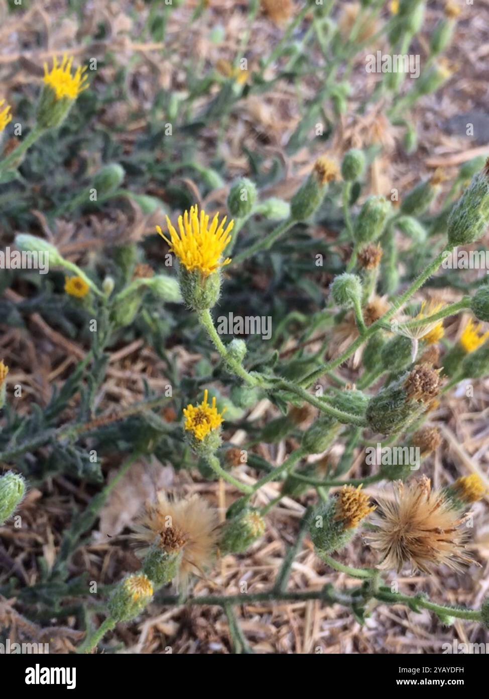 Telegraphweed (Heterotheca grandiflora) Plantae Stock Photo - Alamy
