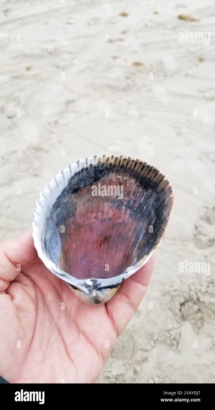 Giant Atlantic Cockle (Dinocardium robustum) Mollusca Stock Photo - Alamy