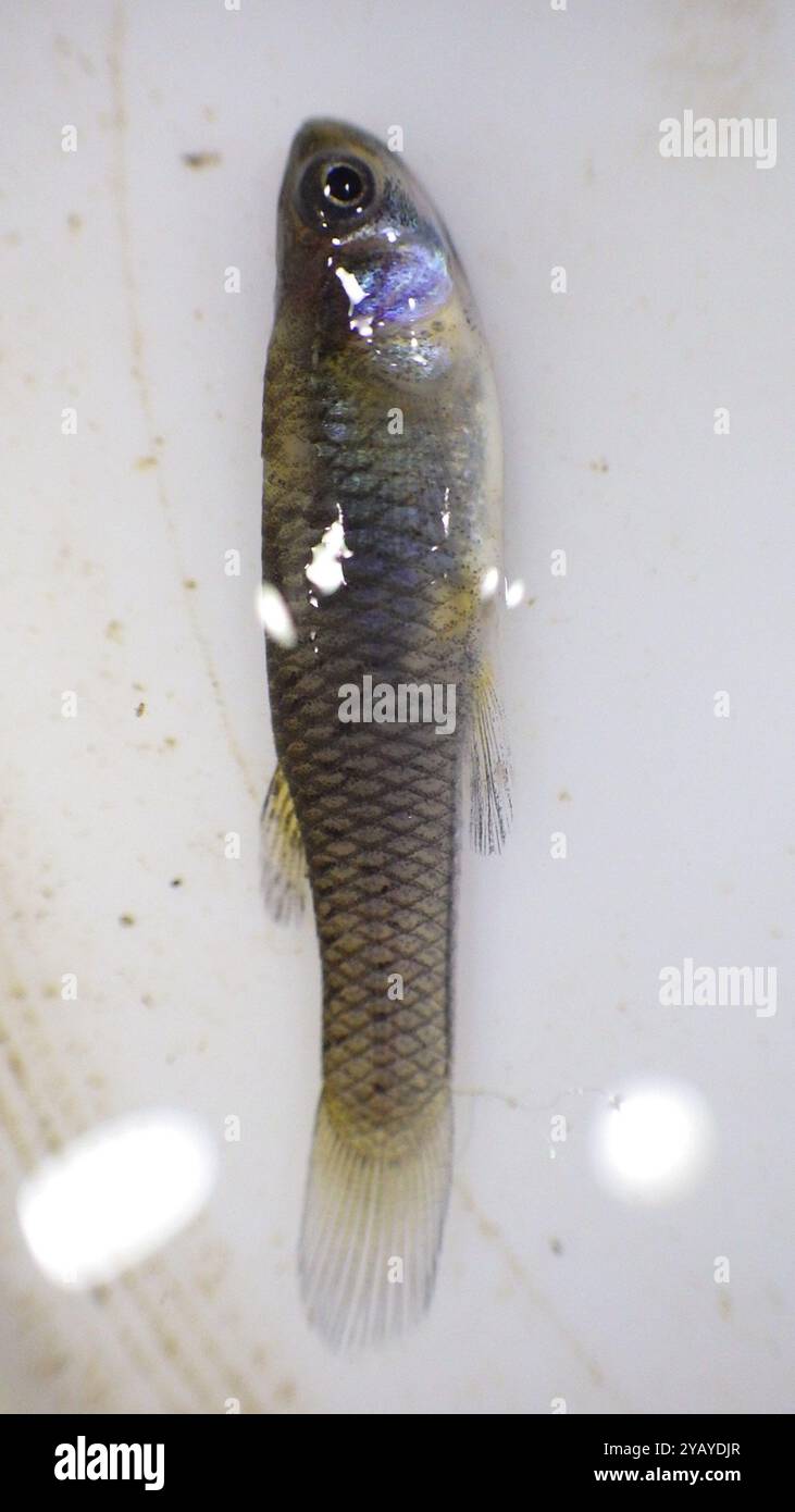 Western Mosquitofish (Gambusia affinis) Actinopterygii Stock Photo - Alamy