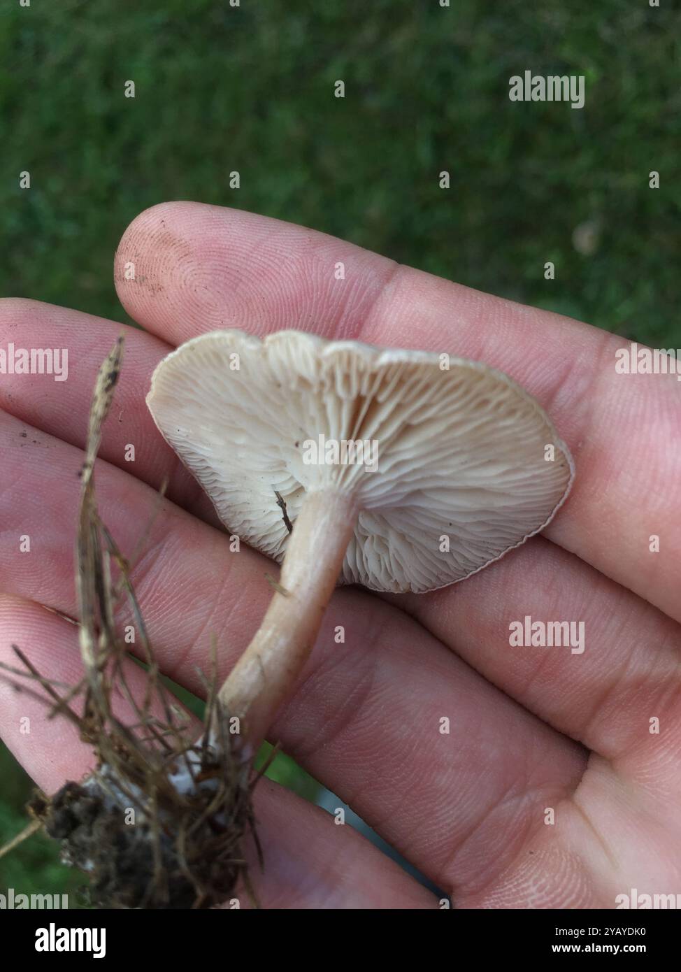 Fragrant Funnel (Clitocybe fragrans) Fungi Stock Photo - Alamy