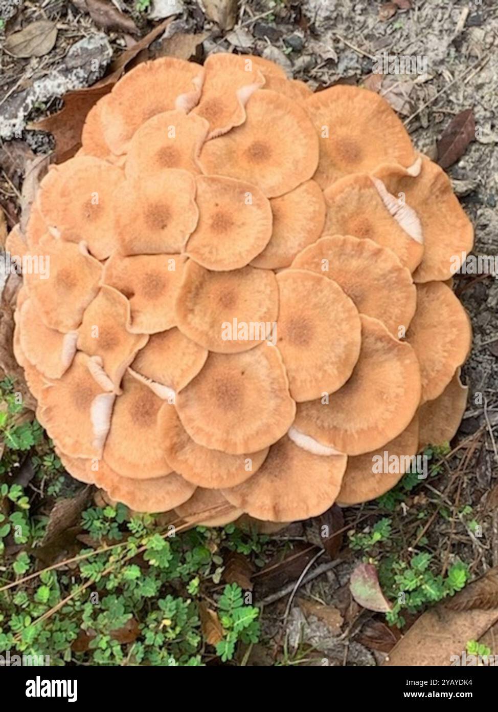 Ringless Honey Mushroom (Desarmillaria caespitosa) Fungi Stock Photo ...