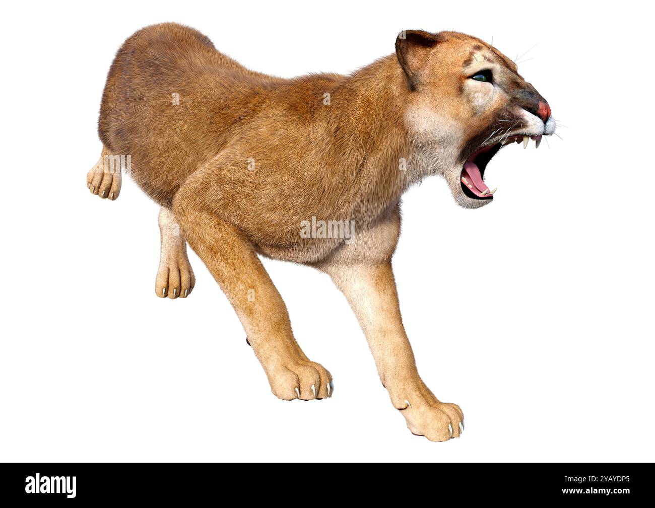 3D rendering of a big cat puma isolated on white background Stock Photo ...