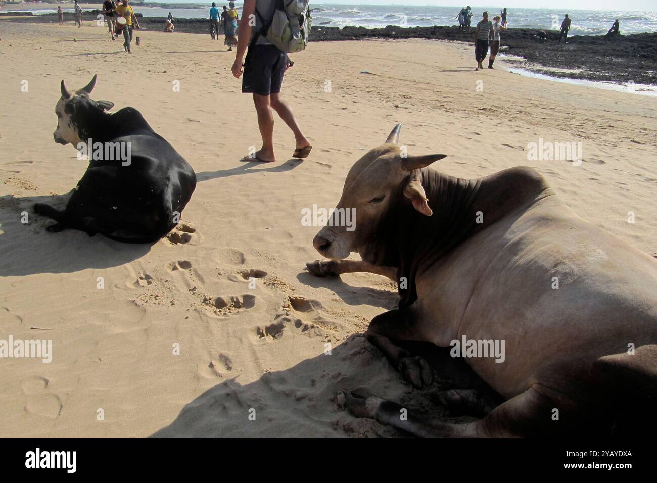 India, Goa region, Goa, Anjuna beach Stock Photo - Alamy