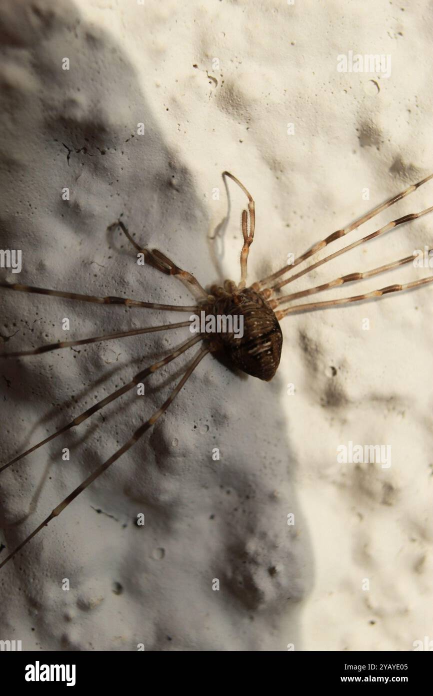 Dicranopalpus ramosus hi-res stock photography and images - Alamy