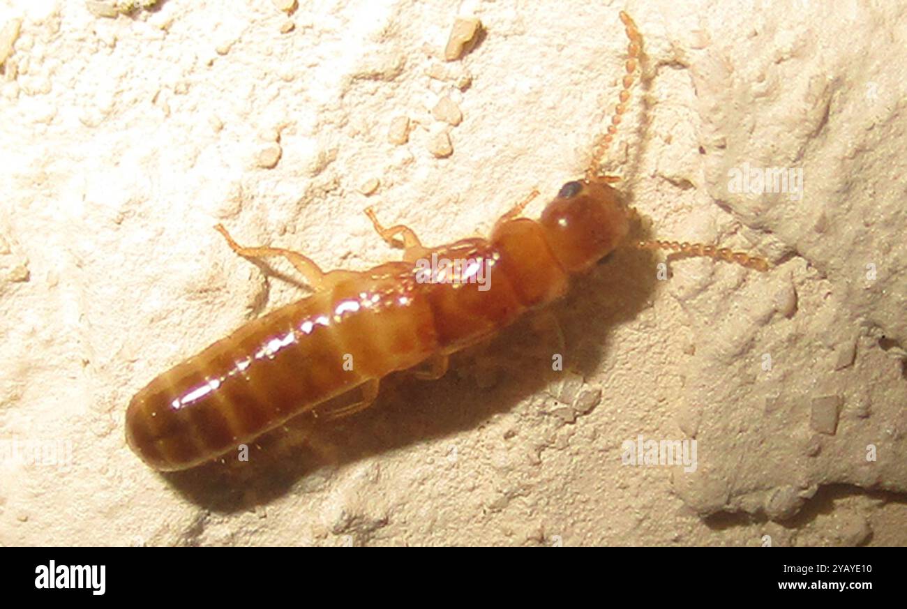 Drywood Termites (Kalotermitidae) Insecta Stock Photo - Alamy