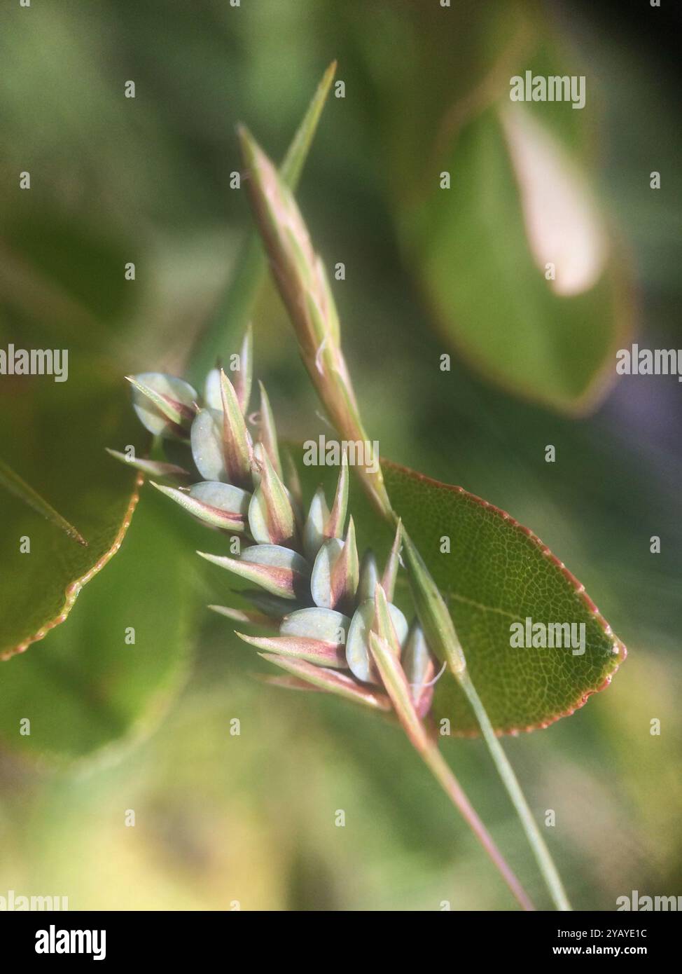 boreal bog sedge (Carex magellanica irrigua) Plantae Stock Photo - Alamy