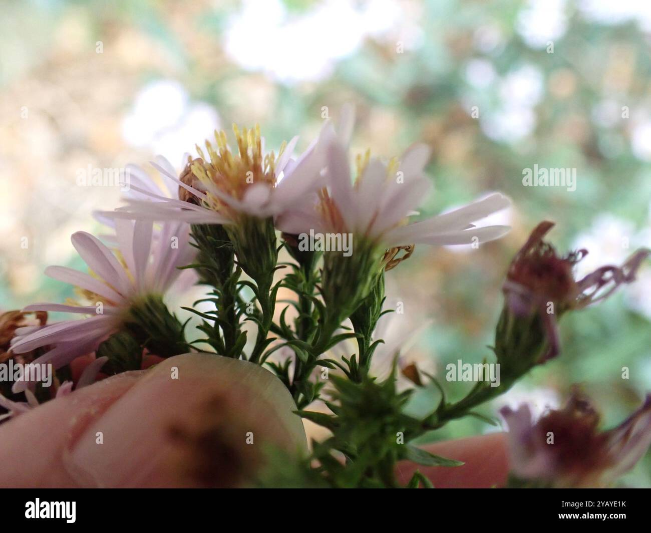 New York aster (Symphyotrichum novi-belgii) Plantae Stock Photo - Alamy