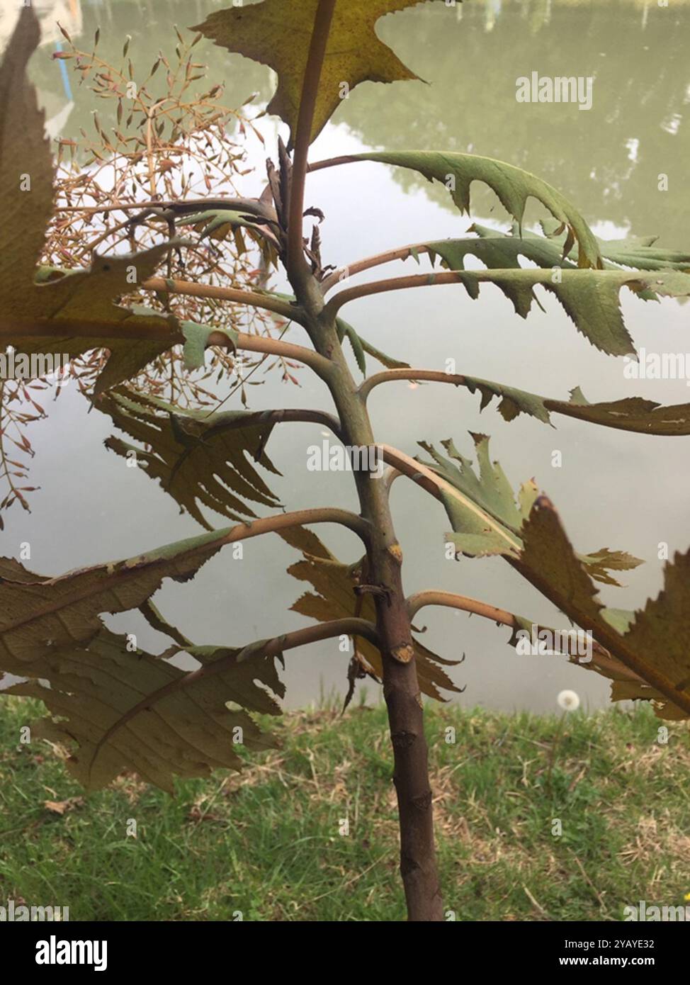 Parrotweed (Bocconia frutescens) Plantae Stock Photo - Alamy