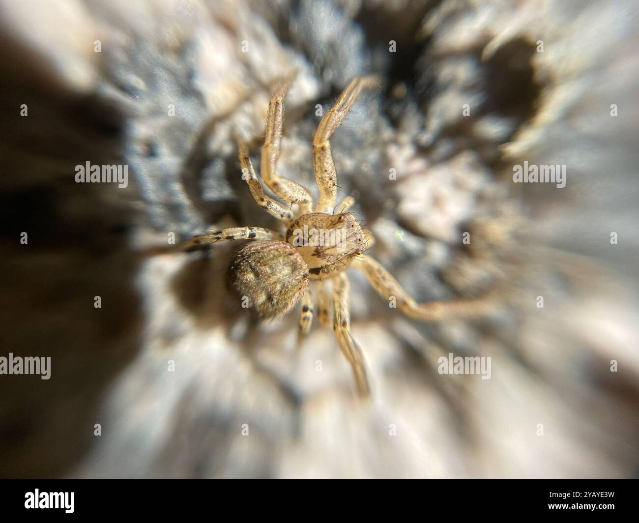 Crab Spiders (Thomisidae) Arachnida Stock Photo - Alamy