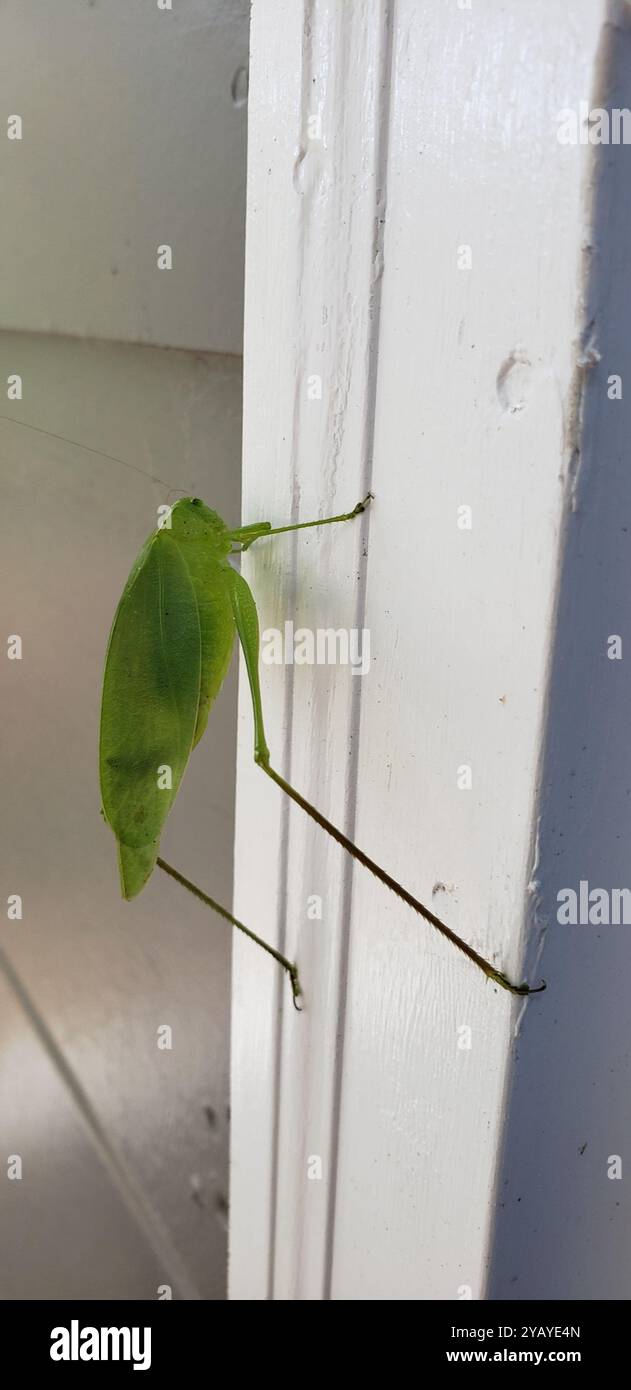 Oblong-winged Katydid (Amblycorypha oblongifolia) Insecta Stock Photo ...