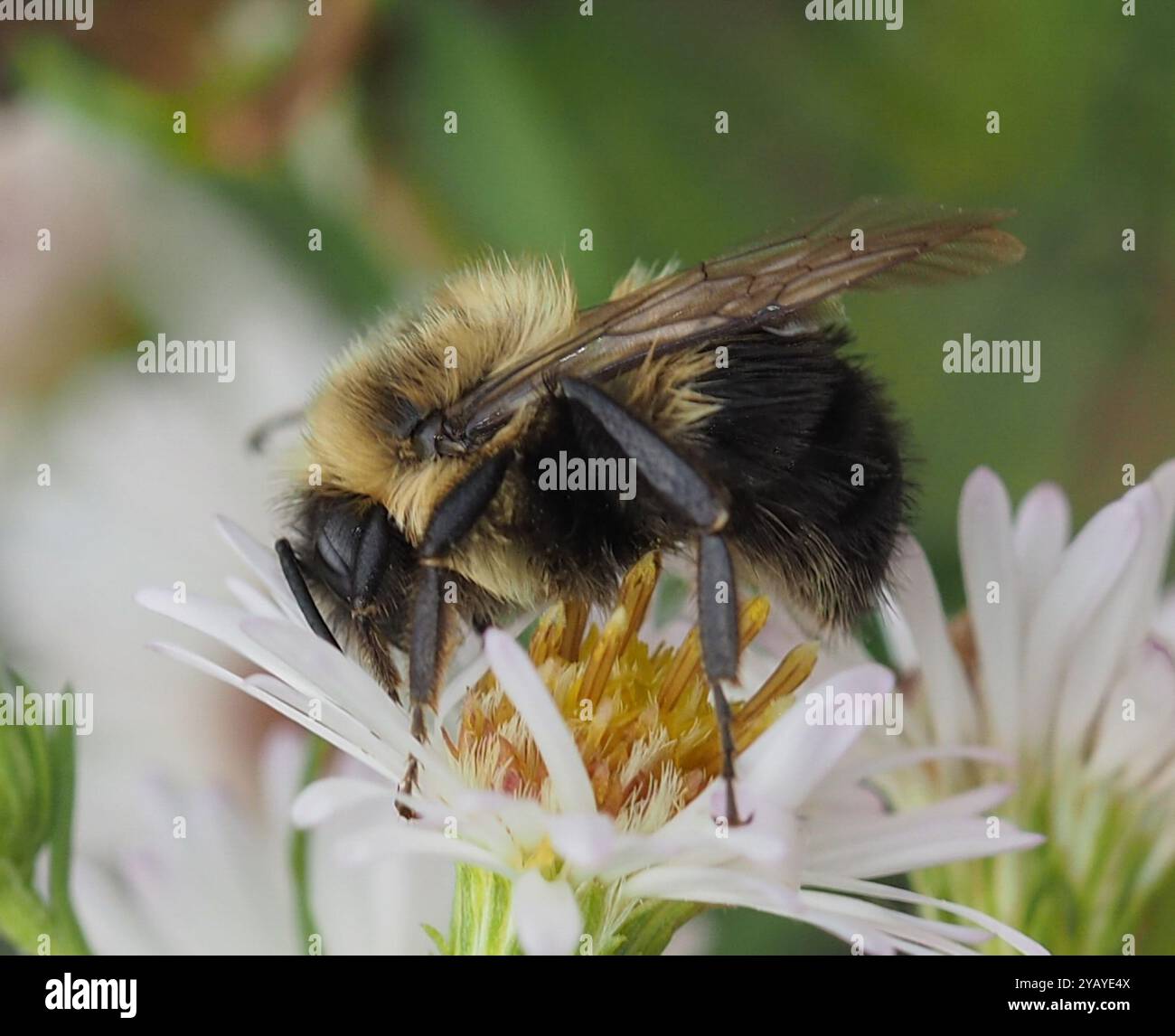 Common Eastern Bumble Bee (Bombus impatiens) Insecta Stock Photo - Alamy