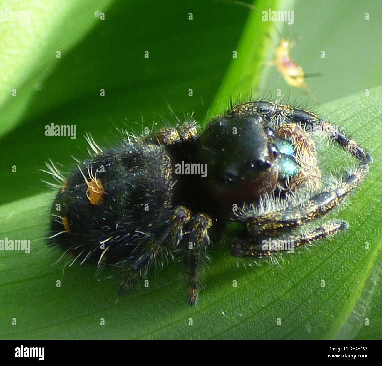 Bold Jumping Spider (Phidippus audax) Arachnida Stock Photo - Alamy
