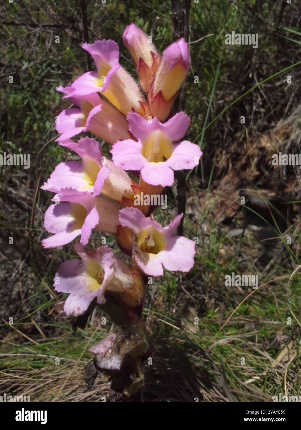 (Harveya huttonii) Plantae Stock Photo - Alamy