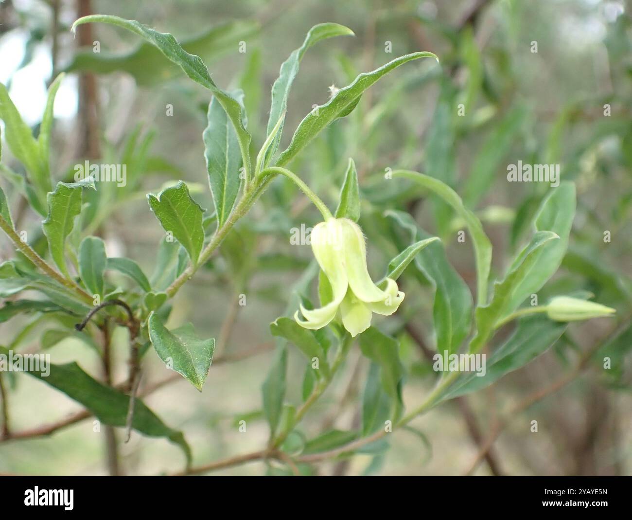 Common Apple-berry (Billardiera mutabilis) Plantae Stock Photo - Alamy