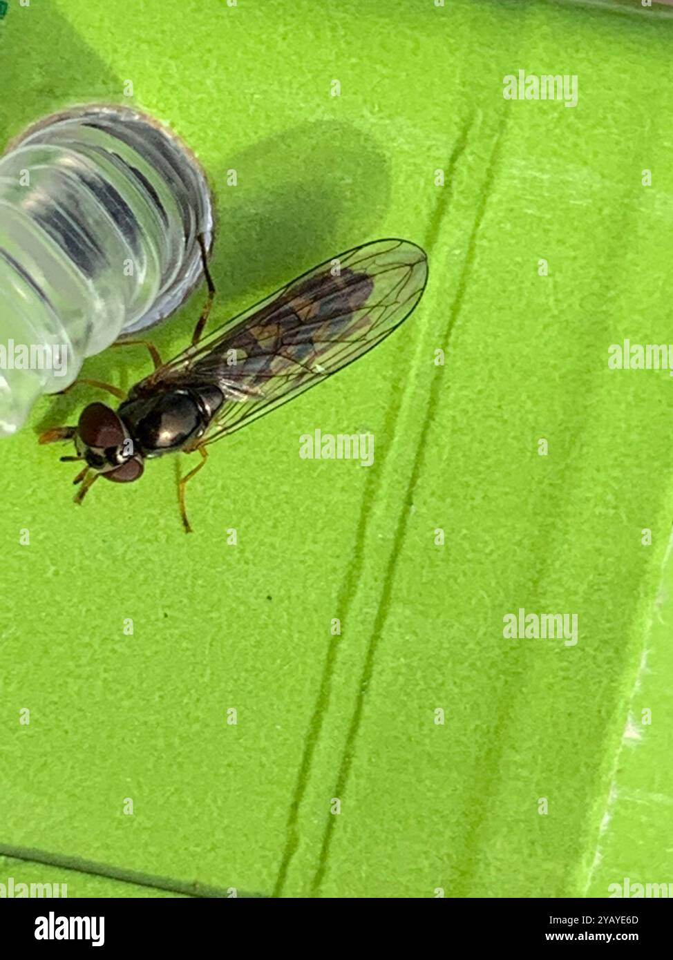 Ladder-backed Hover Fly (Melanostoma scalare) Insecta Stock Photo - Alamy