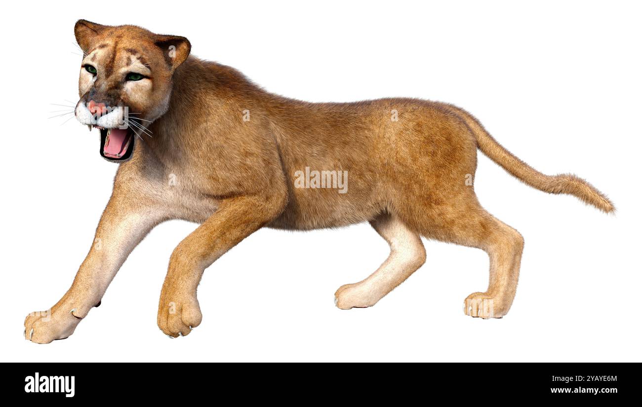 3D rendering of a big cat puma isolated on white background Stock Photo ...
