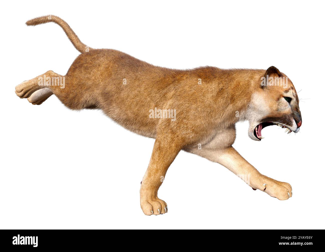 3D rendering of a big cat puma isolated on white background Stock Photo ...