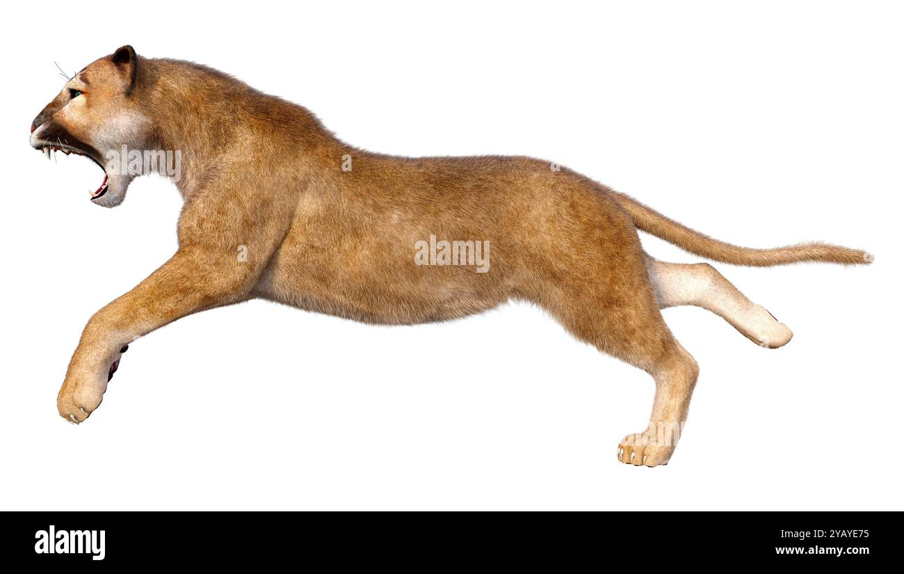 3D rendering of a big cat puma isolated on white background Stock Photo ...