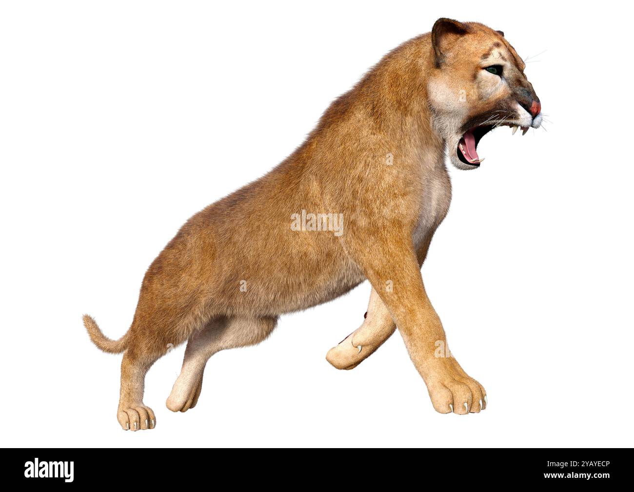 3D rendering of a big cat puma isolated on white background Stock Photo ...