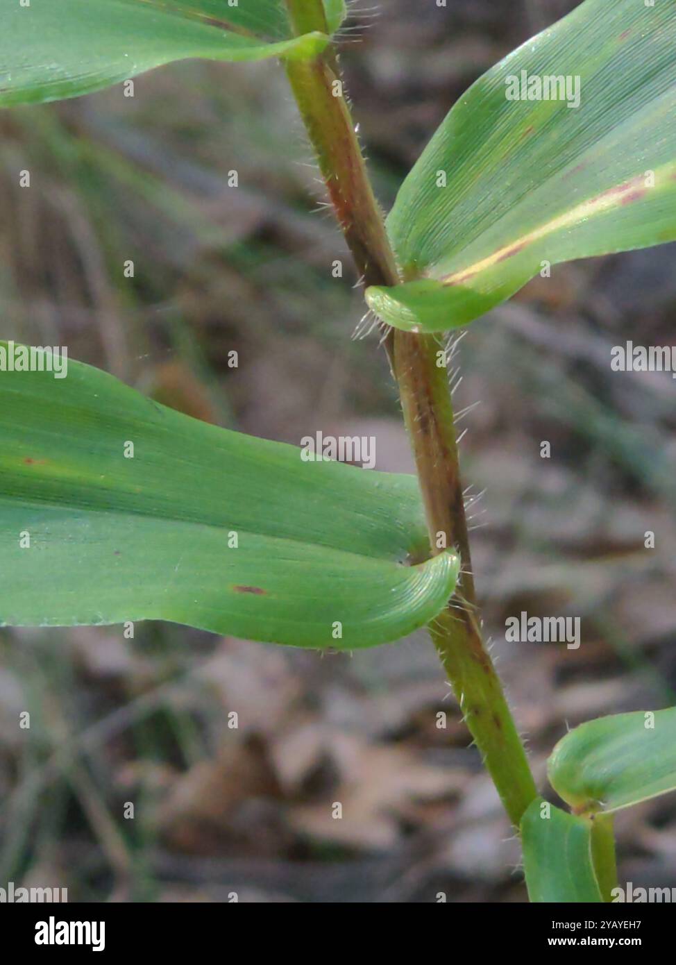 bristlegrasses, rosette grasses, barnyard grasses, and allies (Paniceae ...