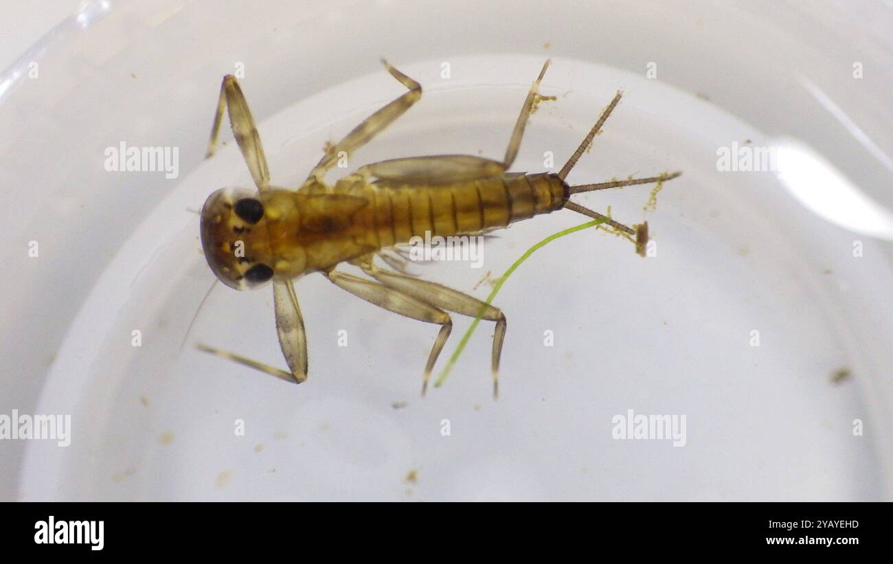 Carolina flat-headed mayfly (Stenacron carolina) Insecta Stock Photo - Alamy