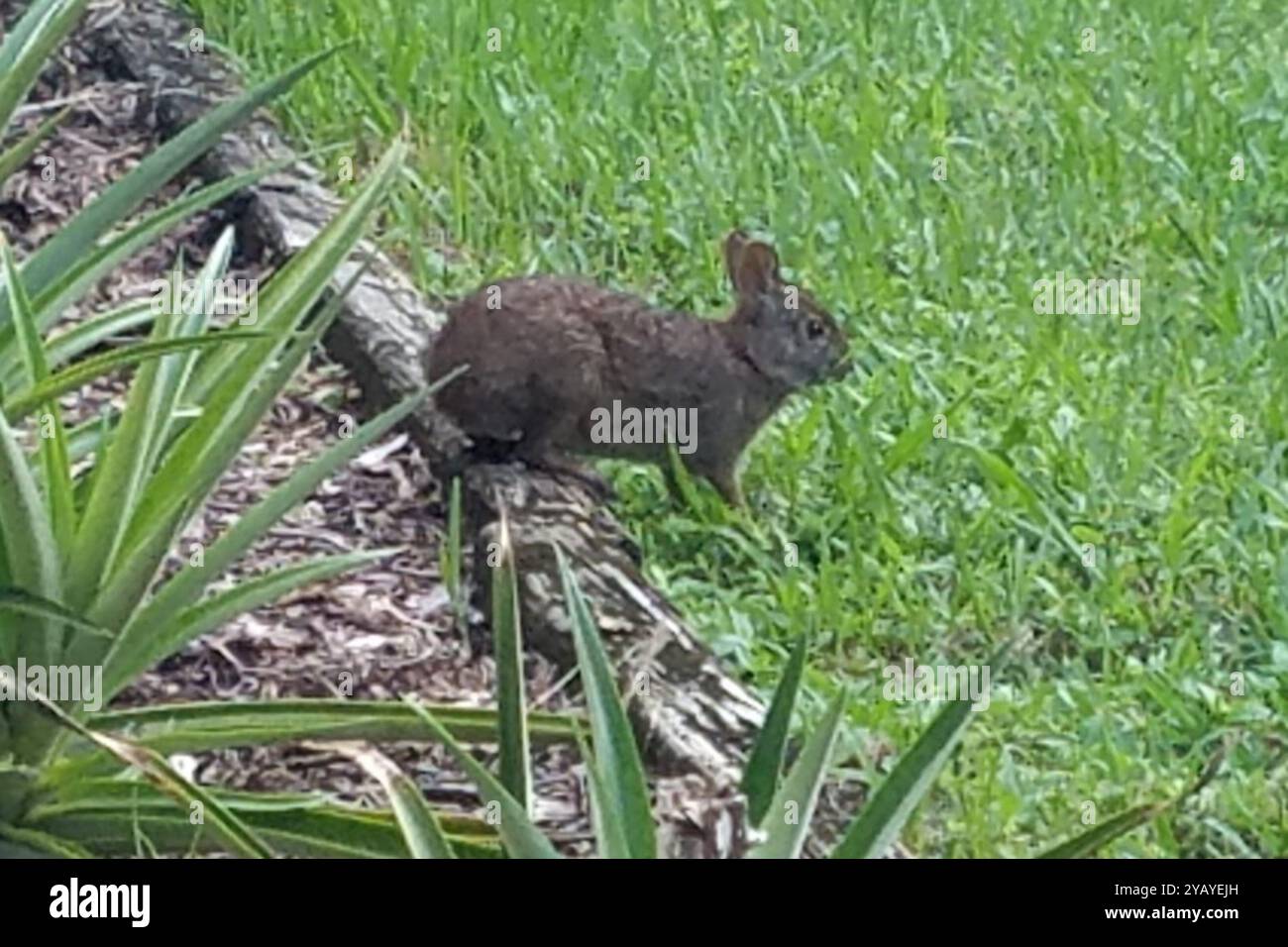 Marsh Rabbit (Sylvilagus palustris) Mammalia Stock Photo - Alamy