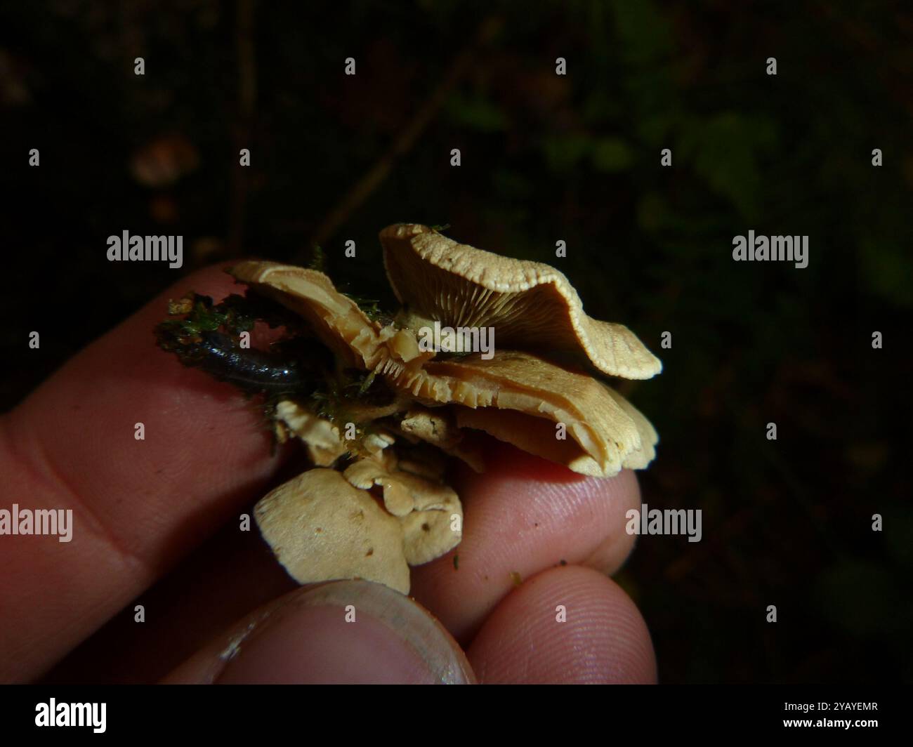 Luminescent panellus stipticus fungi hi-res stock photography and ...