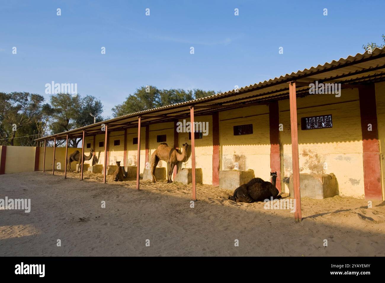 India, Rajasthan, Bikaner, Camel breeding farm Stock Photo - Alamy