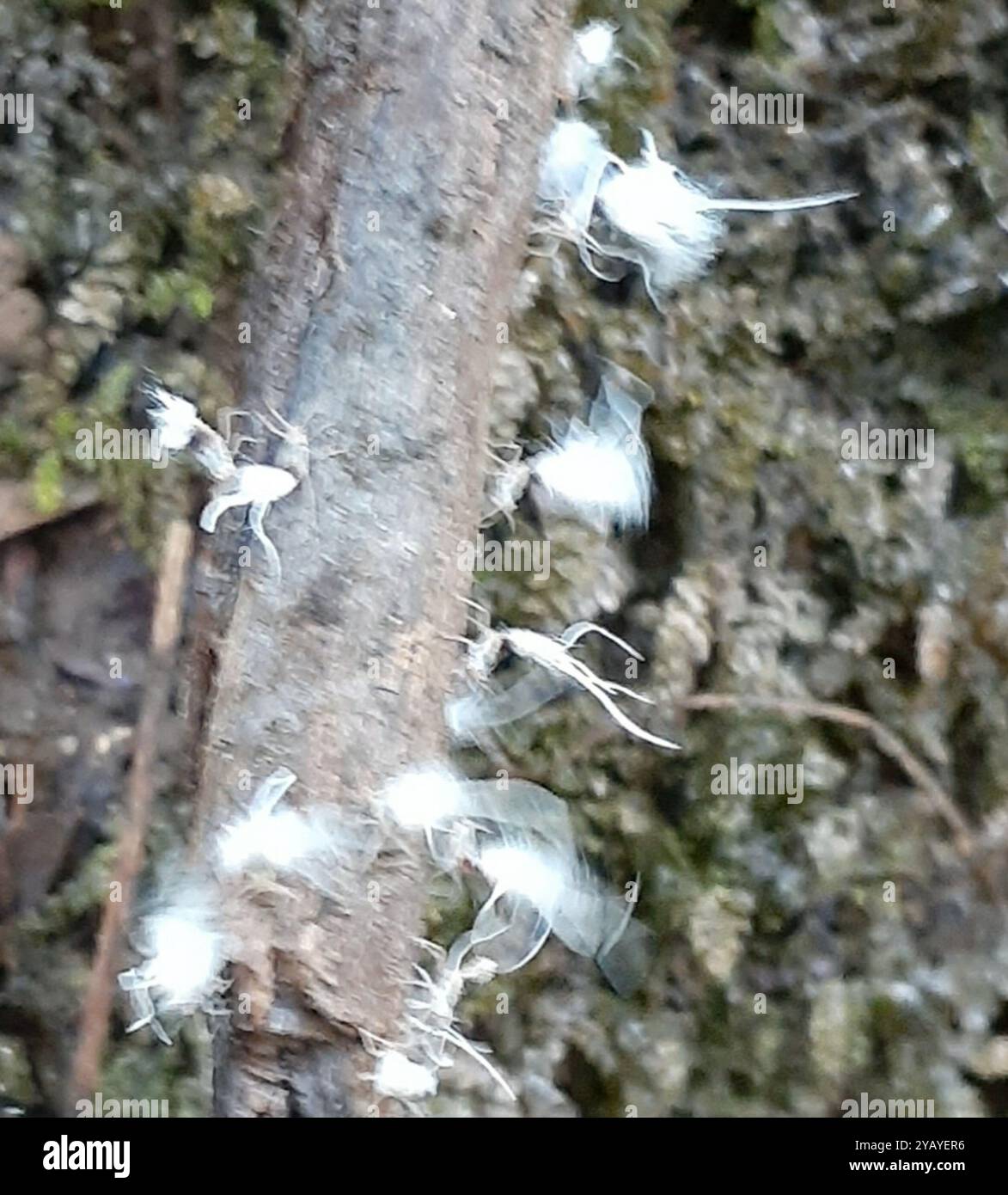 Beech Blight Aphid (Grylloprociphilus imbricator) Insecta Stock Photo ...