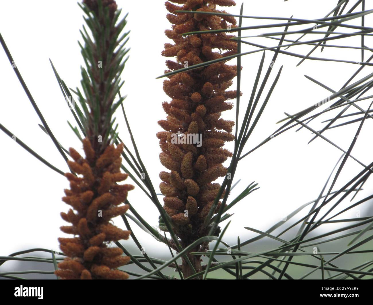 maritime pine (Pinus pinaster) Plantae Stock Photo - Alamy
