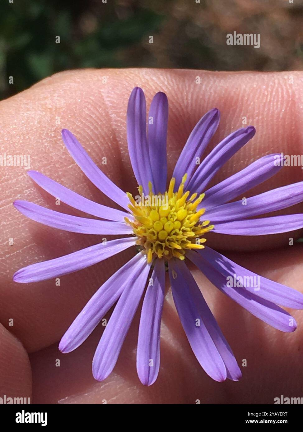 late purple aster (Symphyotrichum patens) Plantae Stock Photo - Alamy